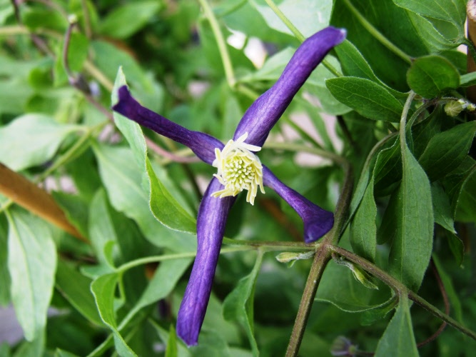 Robuste Clematis | Clematis Baumschule W. Kruse