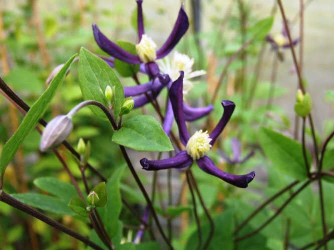 Langblühende Clematis | Clematis Baumschule W. Kruse