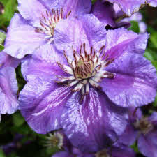Clematis Ashva