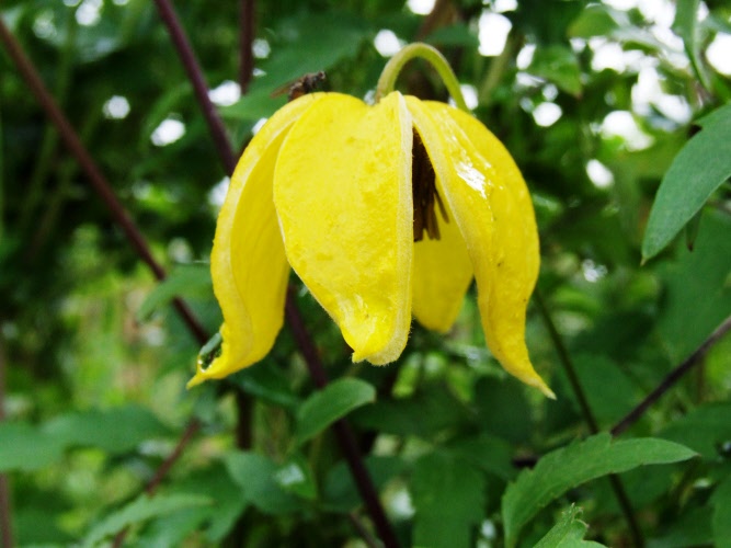 Clematis Aureolin