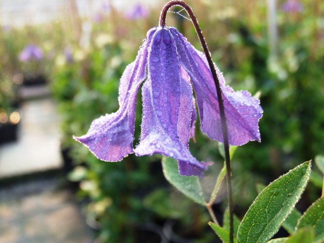 Clematis Blue Boy