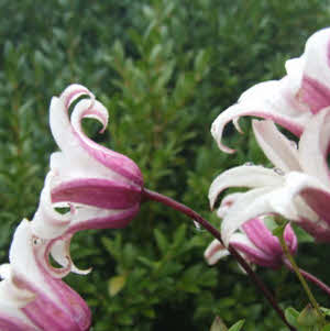 Clematis Princess Kate