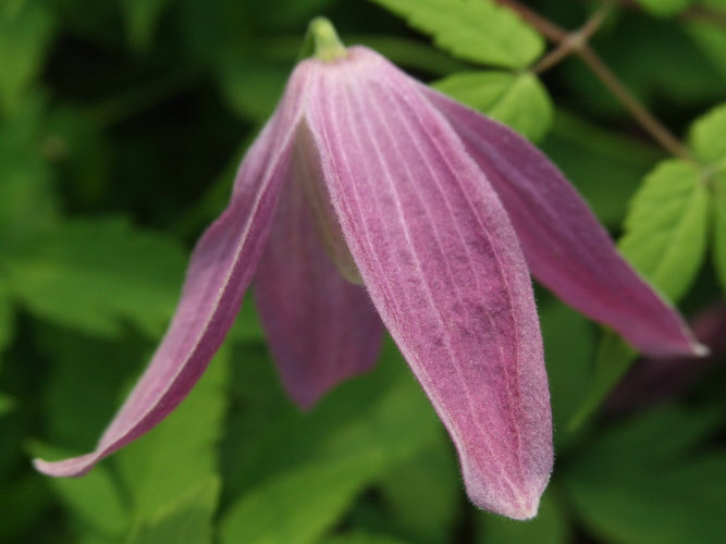 Clematis Ruby