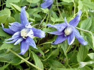 Clematis Ruby